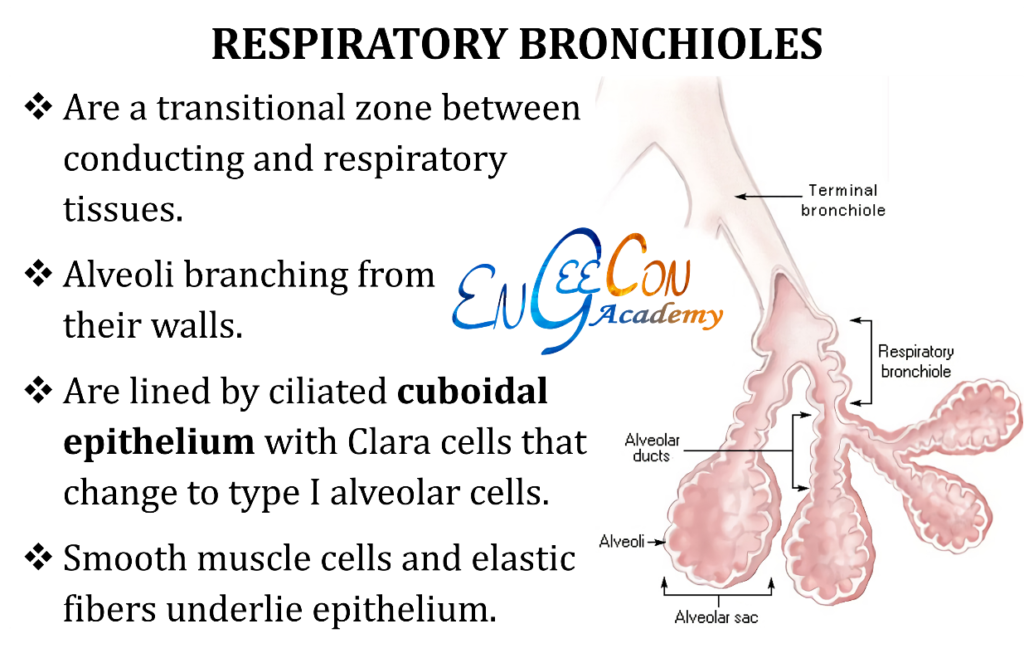 Respiration DEMO - Engeecon Academy 2.0
