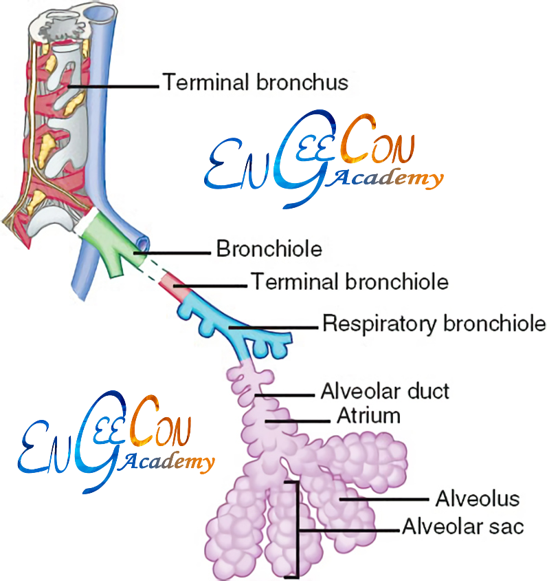 Respiration DEMO - Engeecon Academy 2.0